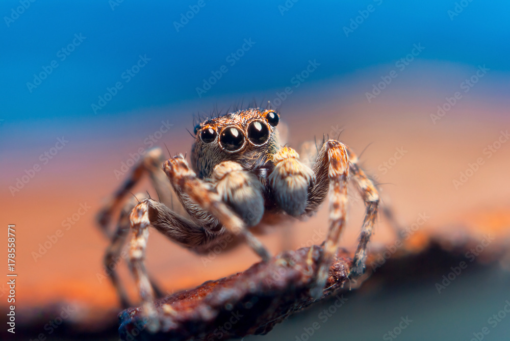Jumping spider close up. Macro photography. Portrait of spider Stock ...