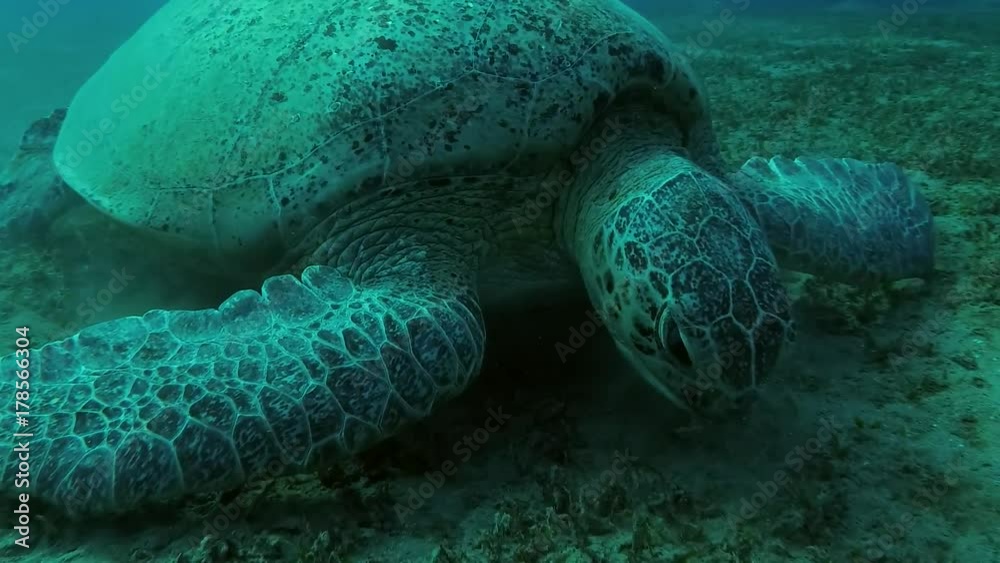 Leucism - Big male Green Sea Turtle (Chelonia mydas) with Golden ...