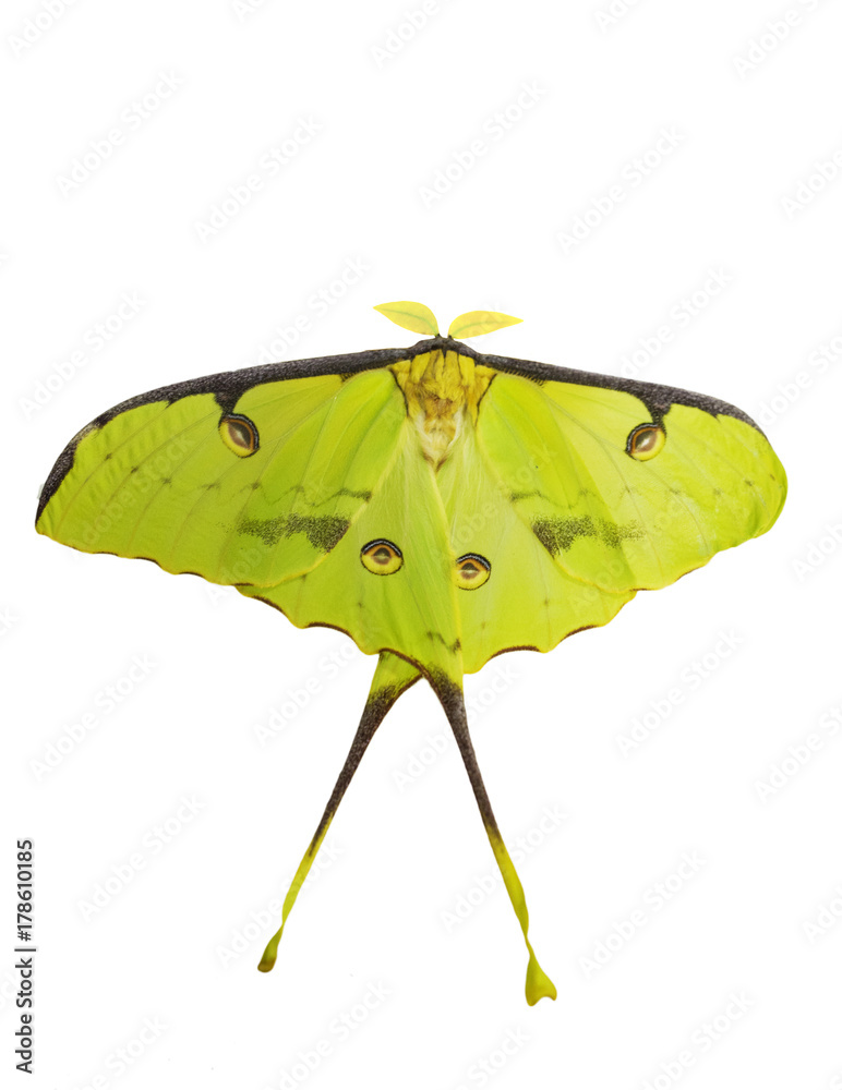 African Moon Moth