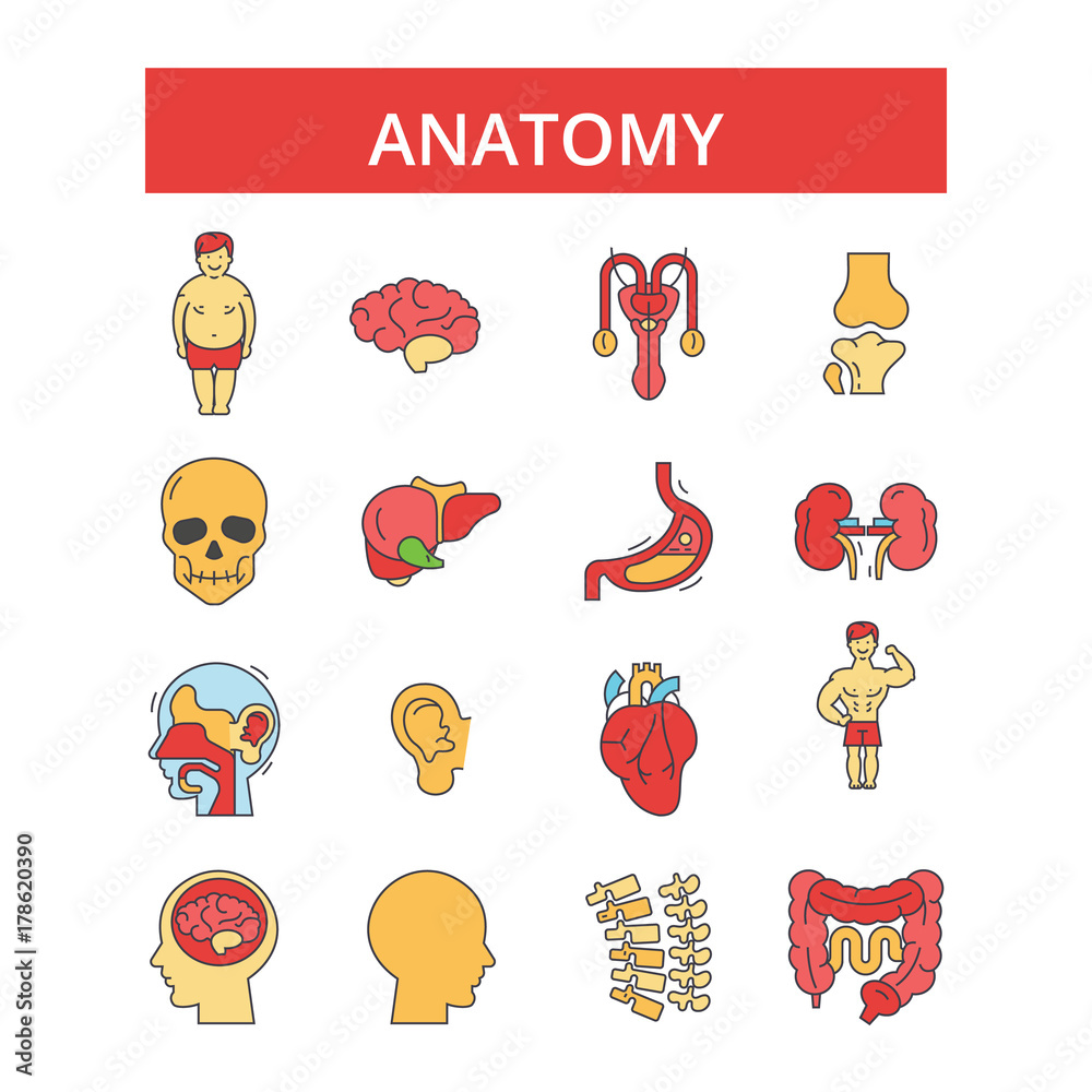 Anatomy illustration, thin line icons, linear flat signs, outline ...