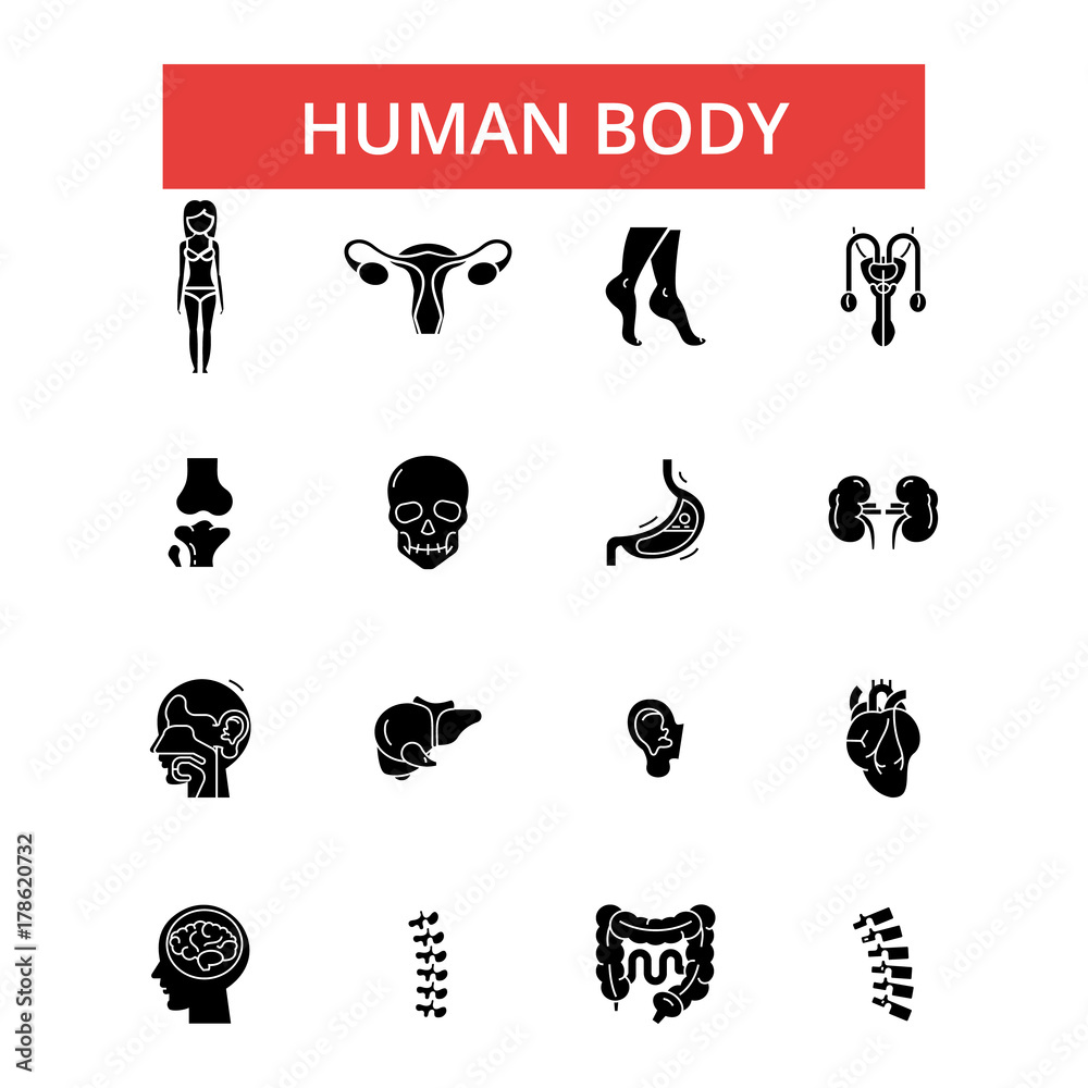 Human body illustration, thin line icons, linear flat signs, outline ...