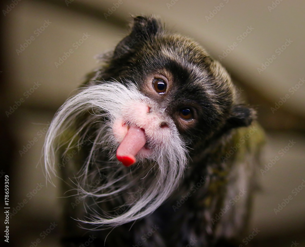 Emperor Tamarins