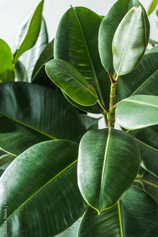 plant Stock Photo | Adobe Stock