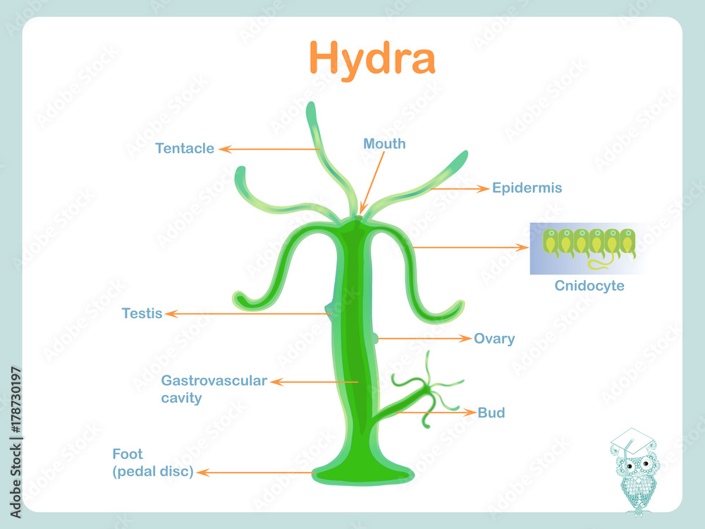 Anatomy structure scheme of hydra for school biology lessons stock ...