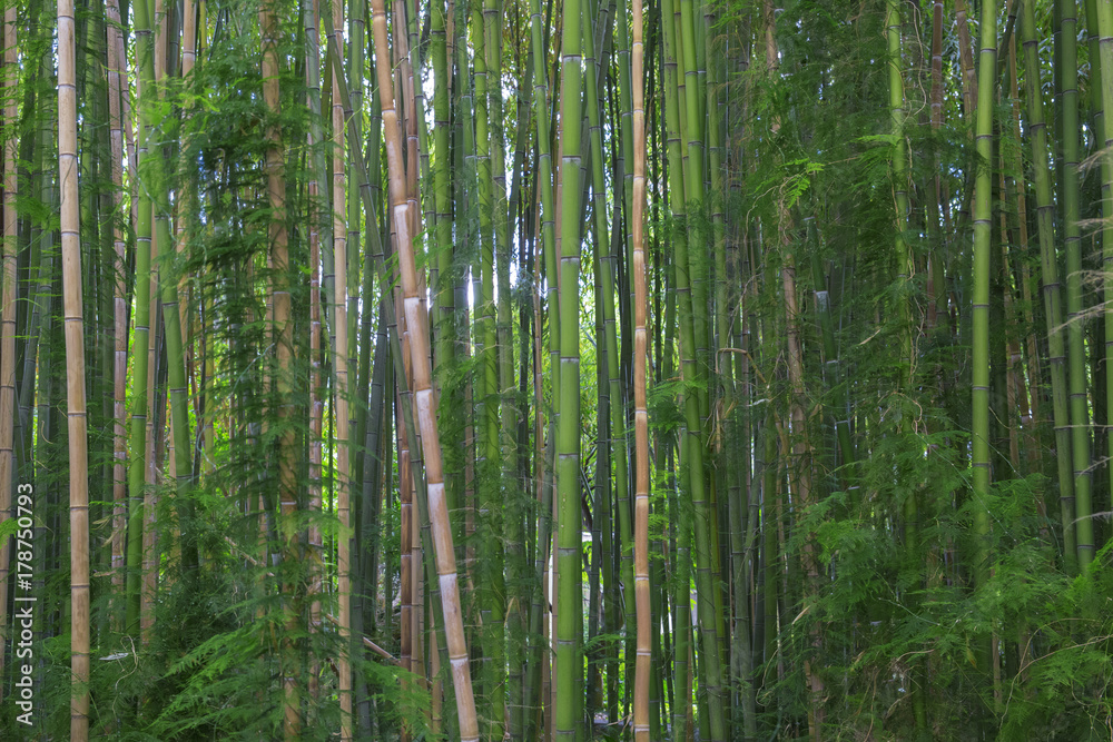 Dettaglio di una forestà di bambù. La Bambuseae è una tribù di piante ...