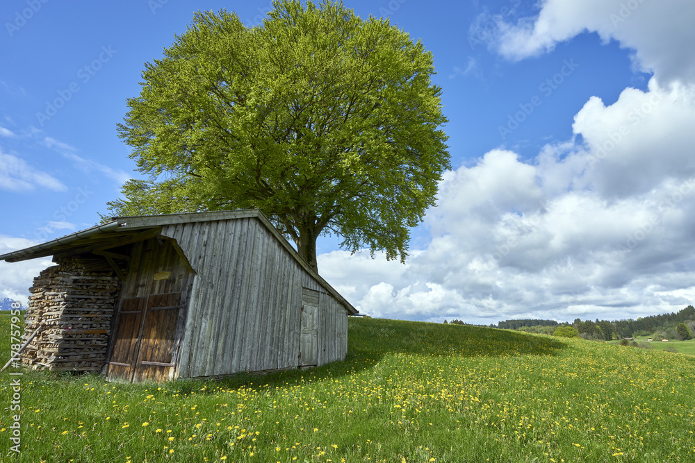 fertile luscious farmland in Germany's Bavarian Alps ; a small wood ...