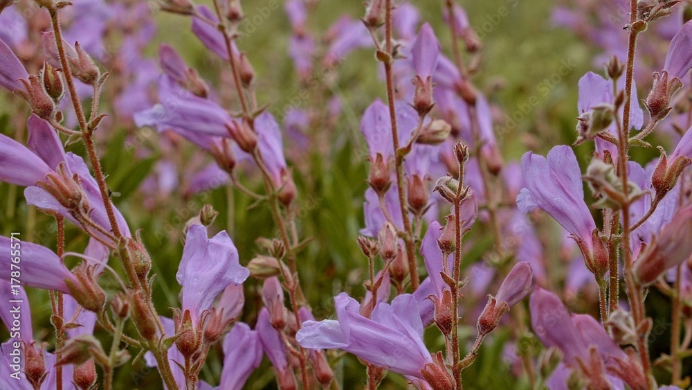 Bright purple Barrett's Penstemon wildflowers macro Mt. Hood Oregon ...