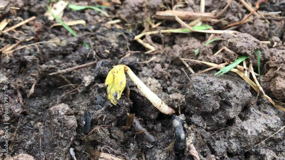 Growing plant under oak tree the last seconds loop mighty oaks grow ...