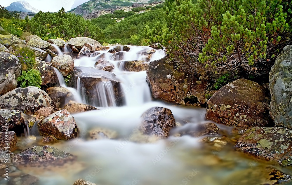 The water of a mountain river with rocks and dwarf-pine near the ...