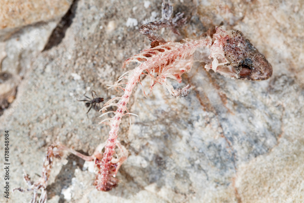 Skeleton of a little reptile, lizard being eaten by wasp and ants ...