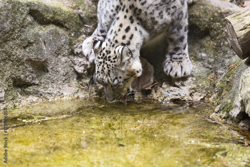 The snow leopard or ounce (Panthera uncia) drinks water in the well ...
