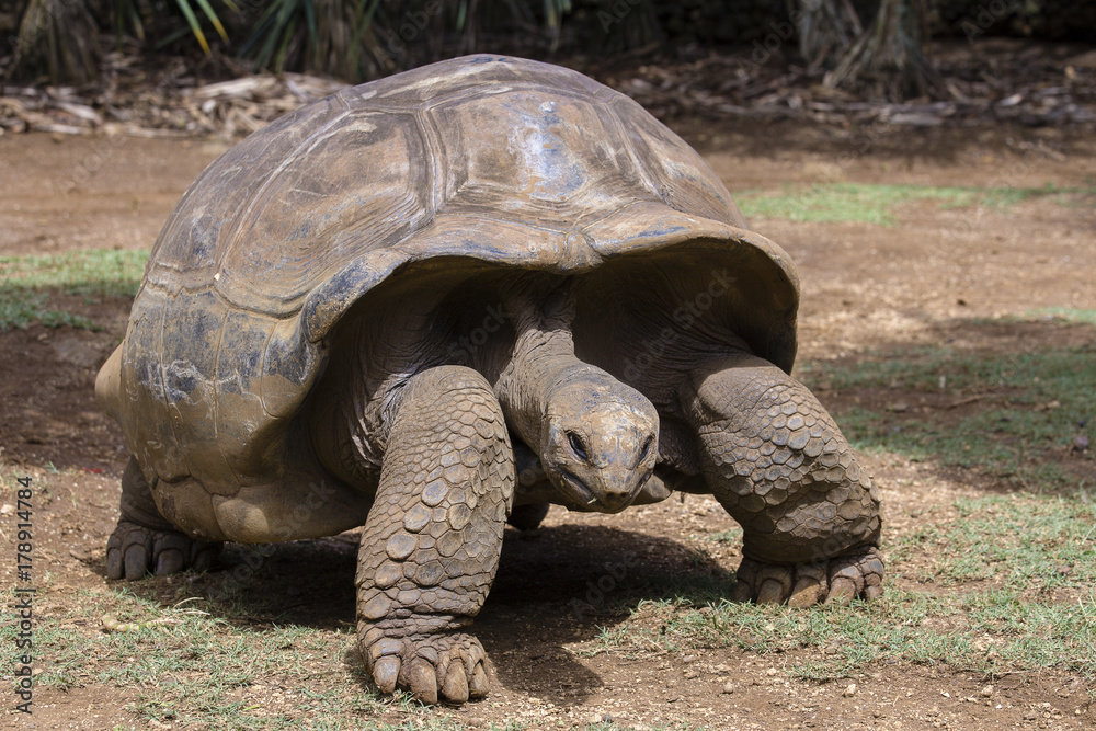 Giant turtles, dipsochelys gigantea in island Mauritius Stock Photo ...