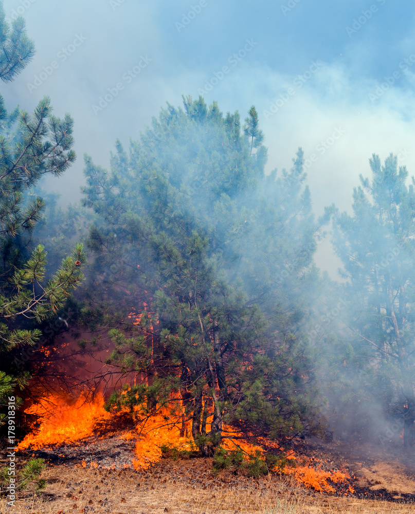 Forest fire. Burned trees after wildfire, pollution and a lot of smoke ...