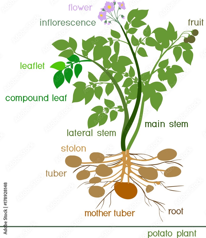 Parts of plant. Morphology of potato plant with title Stock Vector ...