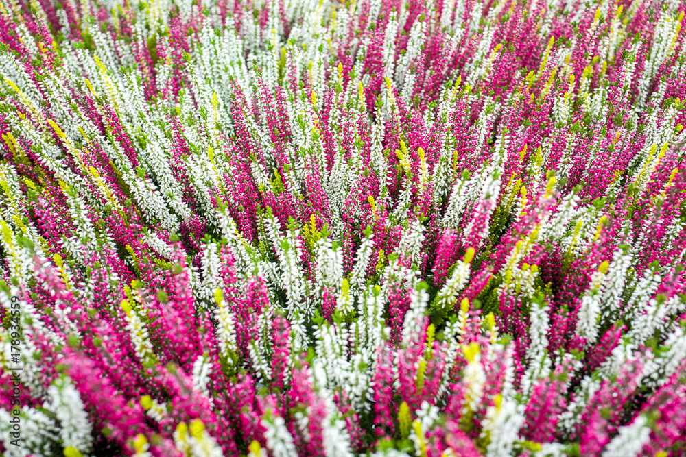 Zdjęcie Stock: Calluna Vulgaris plants. | Adobe Stock