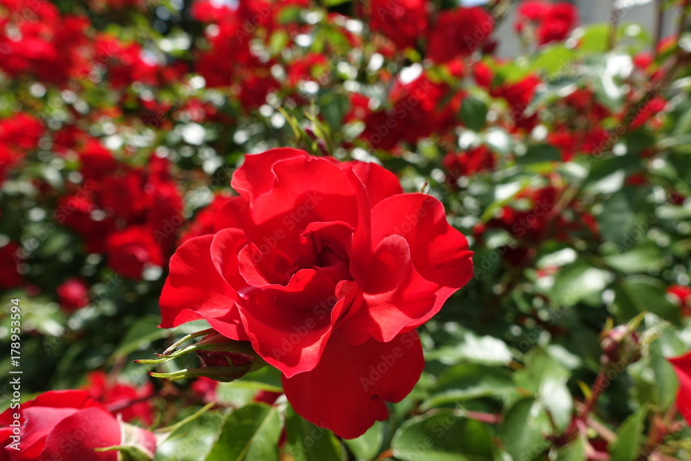 Poster Freizeit – Wall Art | UkPosters