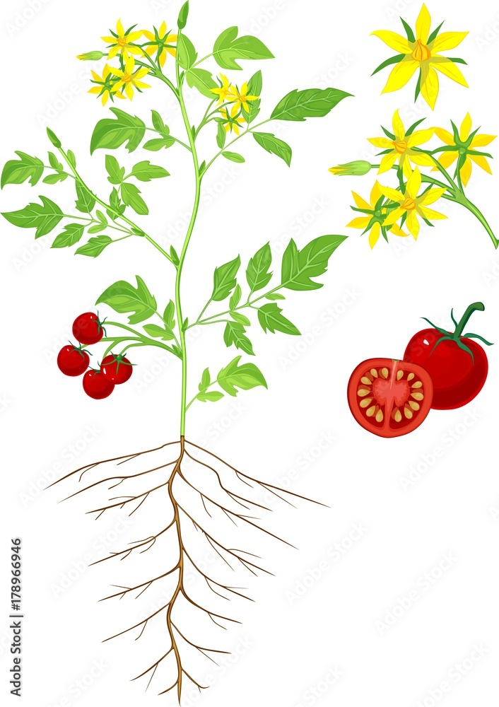 Parts of plant. Morphology of flowering tomato plant Stock Vector ...