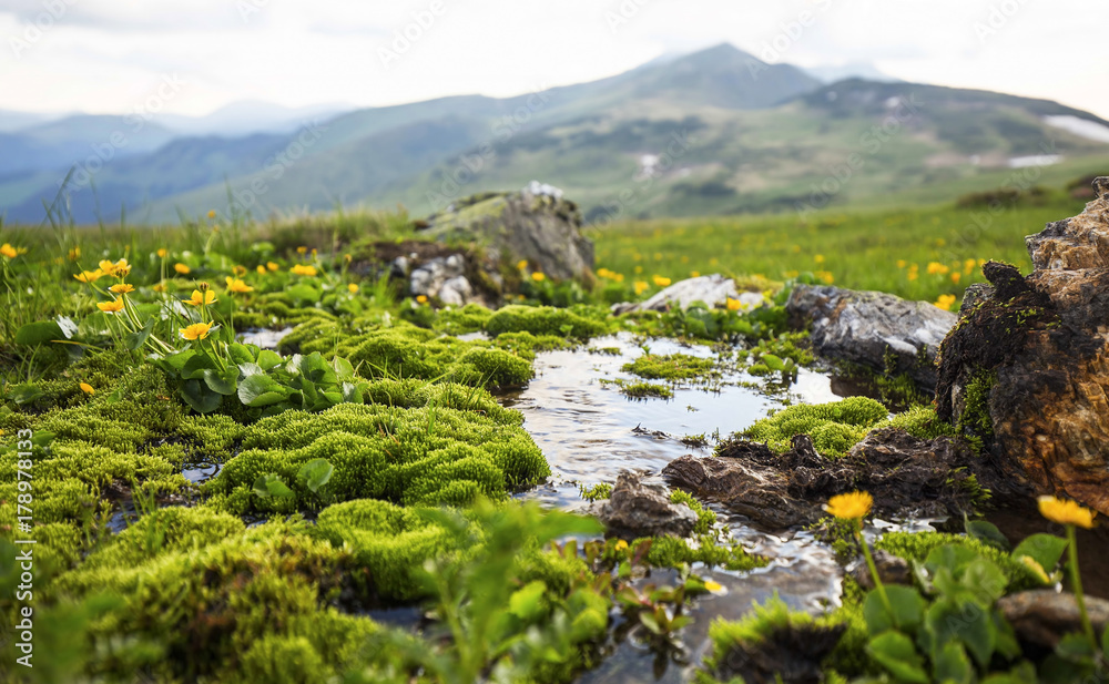 Mountain spring water flowing with green moss vegetation and yellow ...