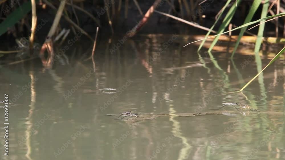 The Gerridae are a family of insects in the order Hemiptera, commonly ...