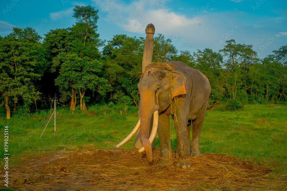 Beautiful sad elephant chained in a wooden pillar at outdoors, in ...