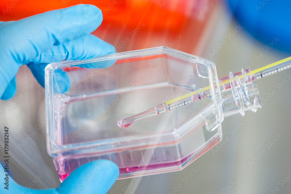 Scientist working with a cell culture flask under sterile hood at ...