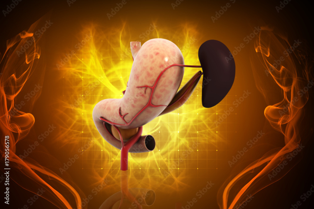 3d rendered Digital illustration of pancreas and spleen in color ...