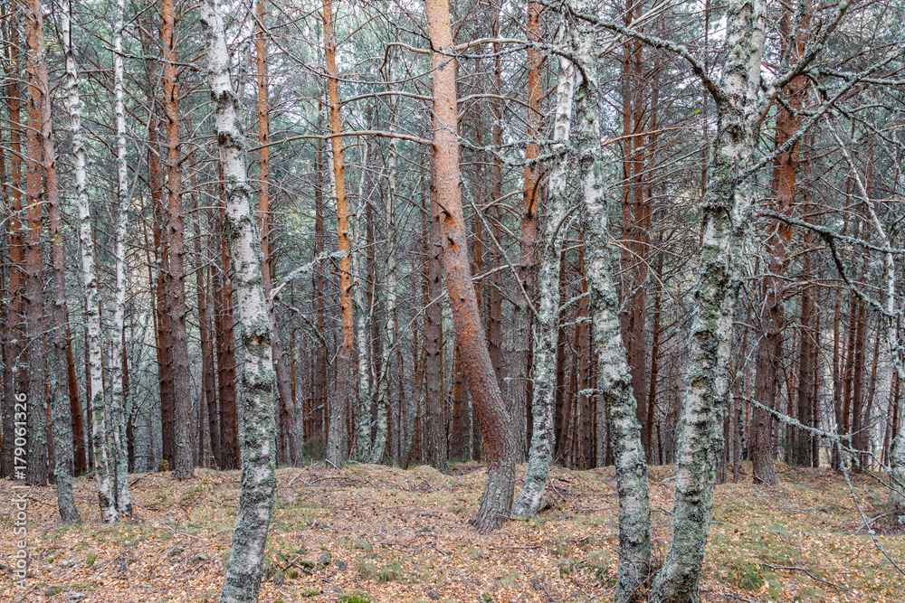Abedules y Pinos silvestres. Betula pubescens, alba. Pinus sylvestris ...