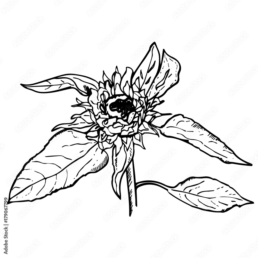 Flowering sunflower. Cartoon drawing of blooming flower. Petals, leaves ...