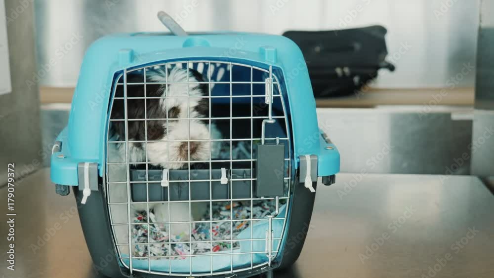An agitated puppy in a cage for the transport of live animals. Dog ...