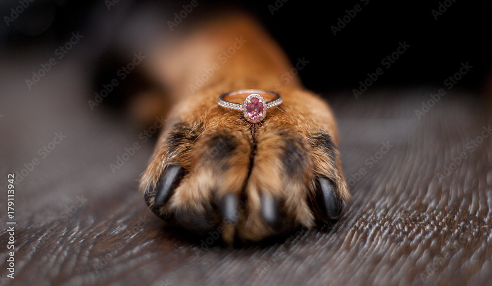 Dog paw with pink sapphire engagement ring Stock Photo | Adobe Stock