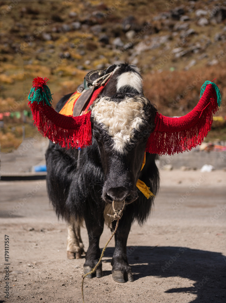 Yak with colourful horn gear at Tsomgo lake, Sikkim, Stock Photo ...