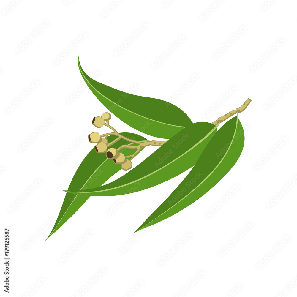 Eucalyptus branch with leaves. Vector illustration cartoon flat icon ...