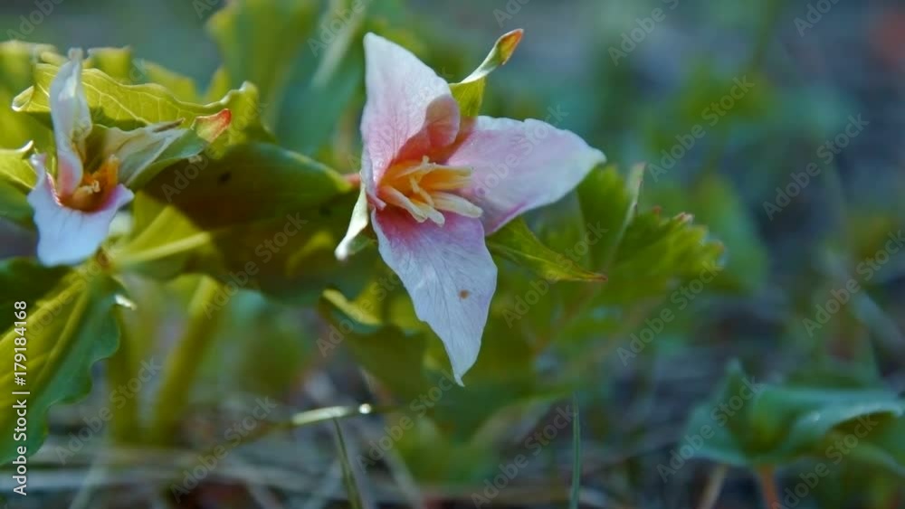 Dawn Macro Purple Trillium Tri Flower Grandiflorum Wildflowers in ...