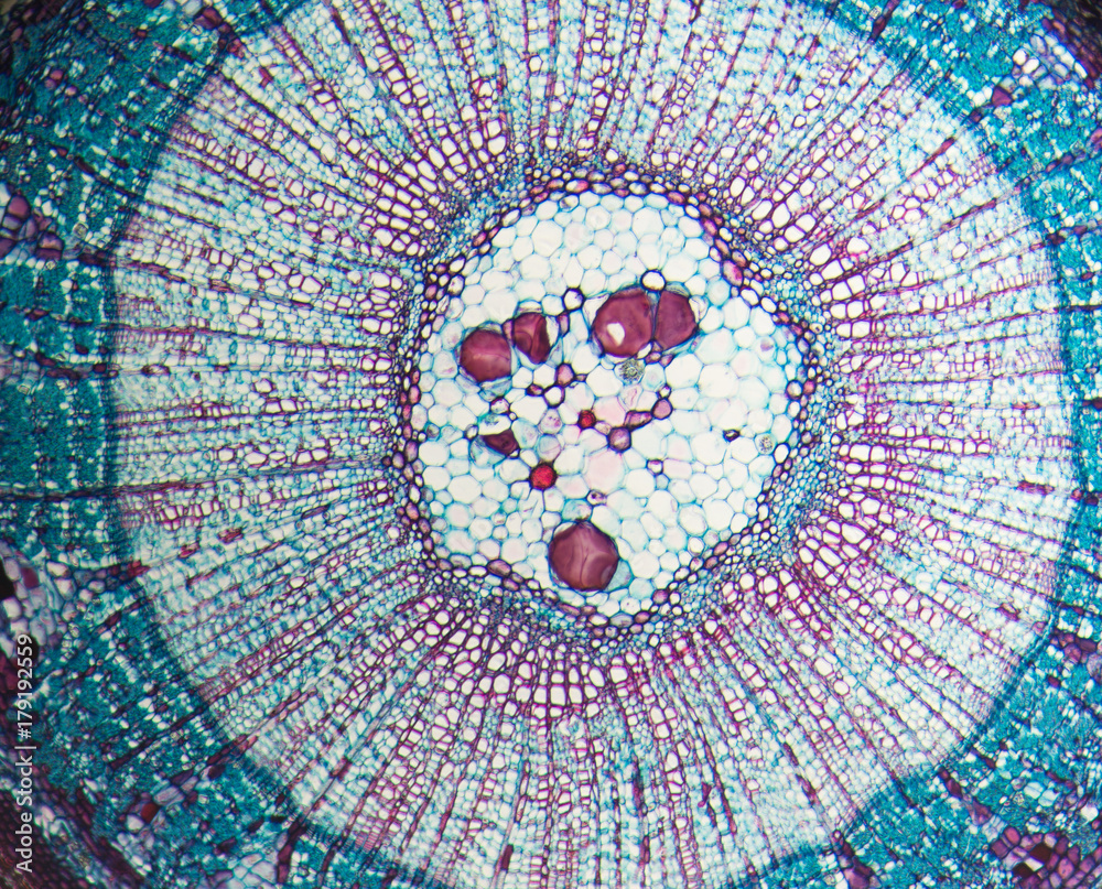 Tilia Stem cross section Stock Photo | Adobe Stock