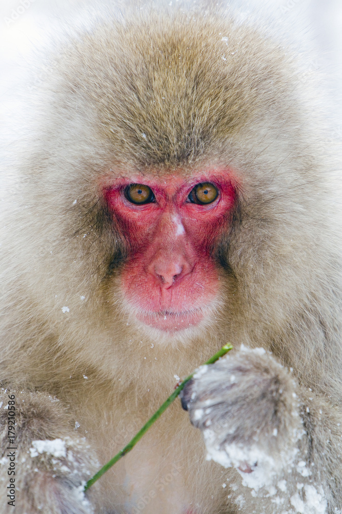 Foto de Young Japanese macaque (Macaca fuscata) / Snow monkey, Joshin ...
