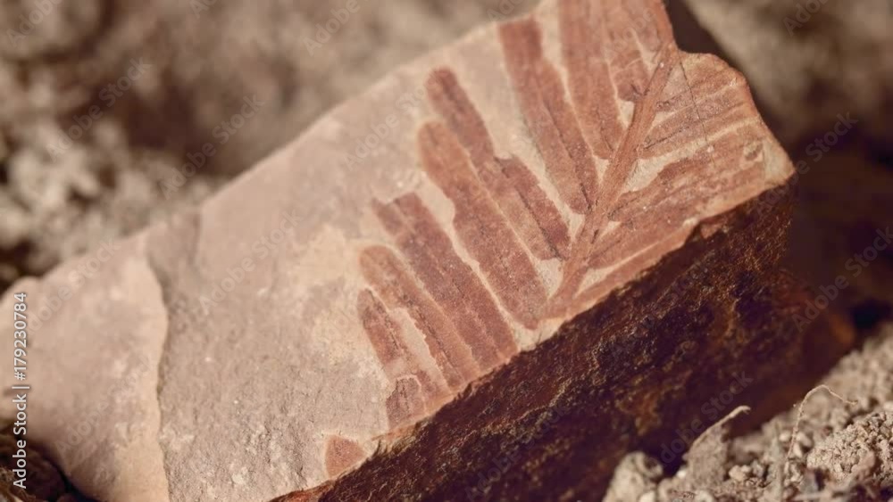 Close up of dawn redwood evergreen needle a living fossil fossilized ...