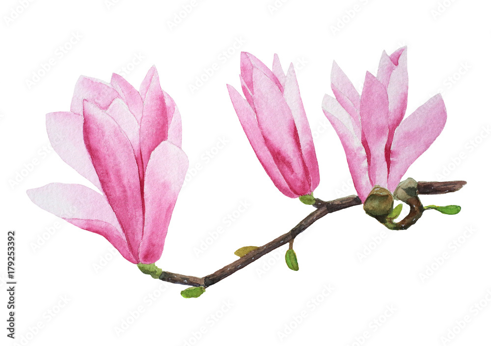 Pink Magnolia Painting