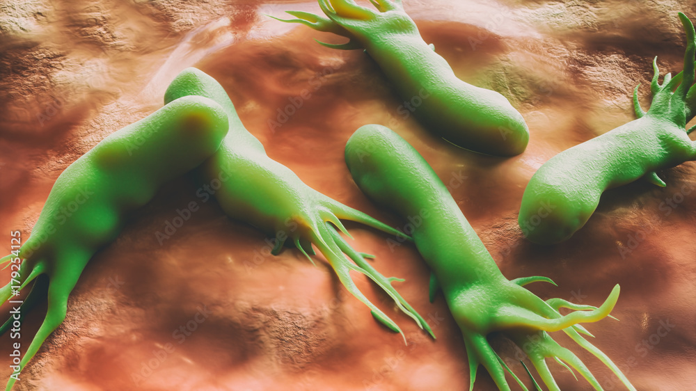 Campylobacter jejuni bacteria - scanning electron microscope -closeup ...