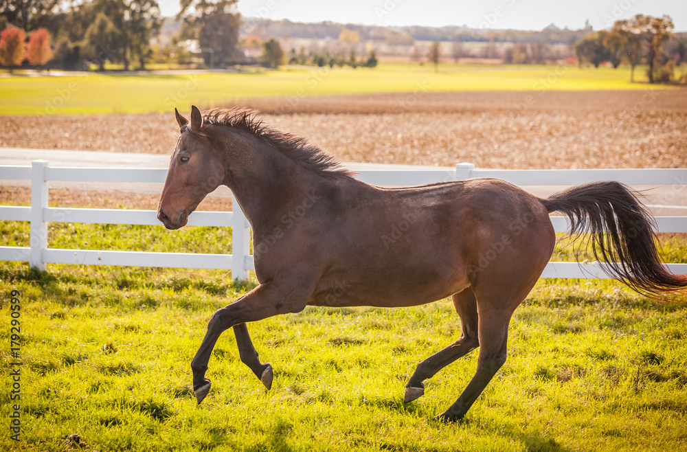 Bay Horse Cantering