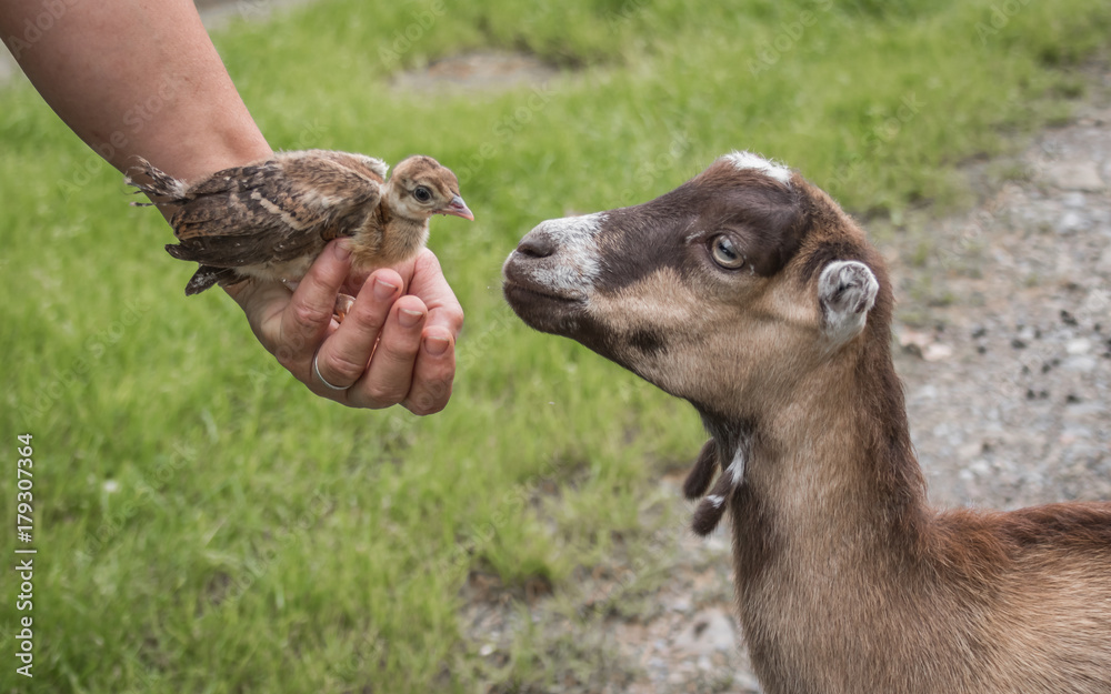 Peacock Goat