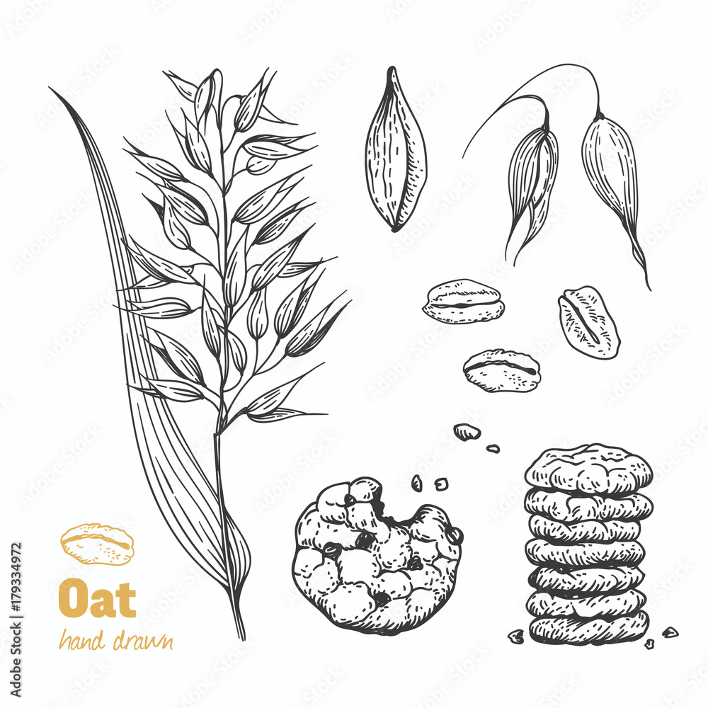 Oats vector hand drawn illustration Stock Vector | Adobe Stock