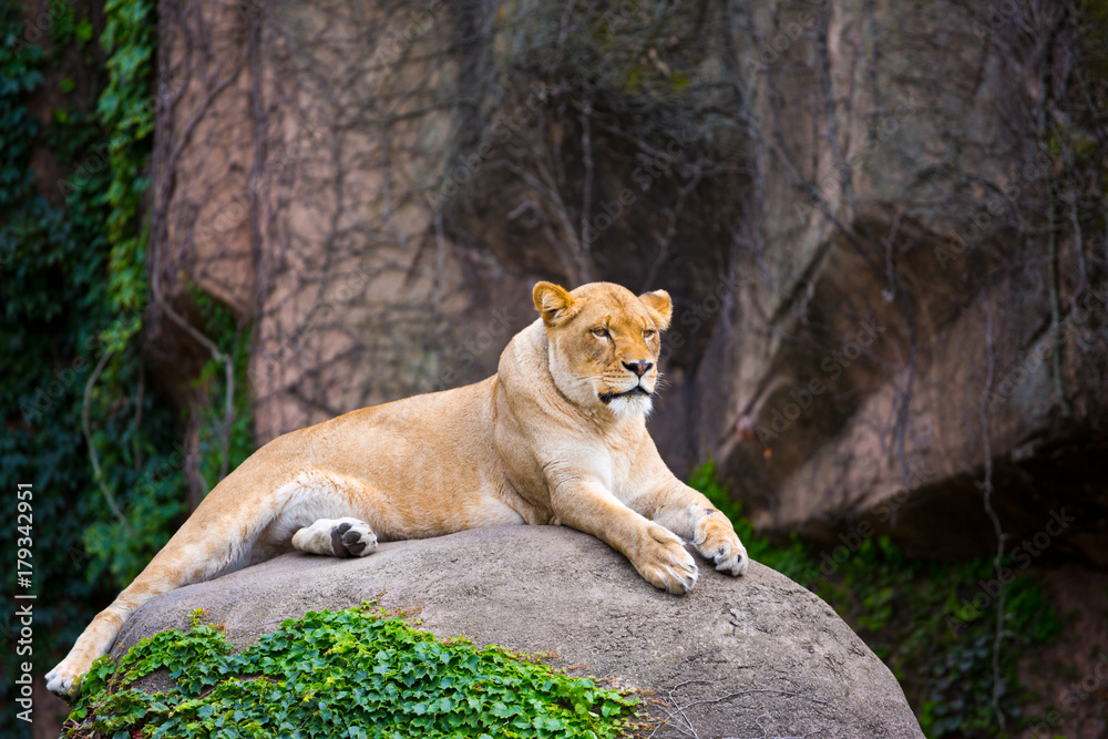 Lioness Sitting