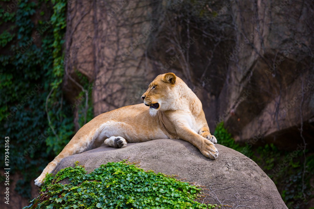 Beautiful female lioness sitting on a rock in an open space. Stock ...