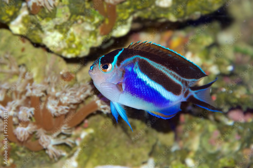 Bellus Angelfish, Genicanthus bellus, in a saltwater reef environment ...