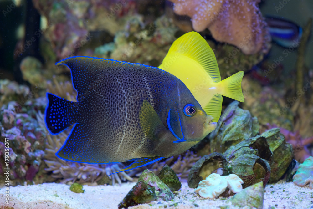 Koran Angelfish