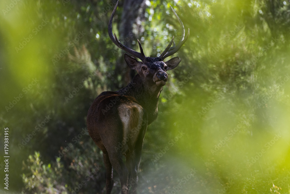 cervo sardo Stock Photo | Adobe Stock