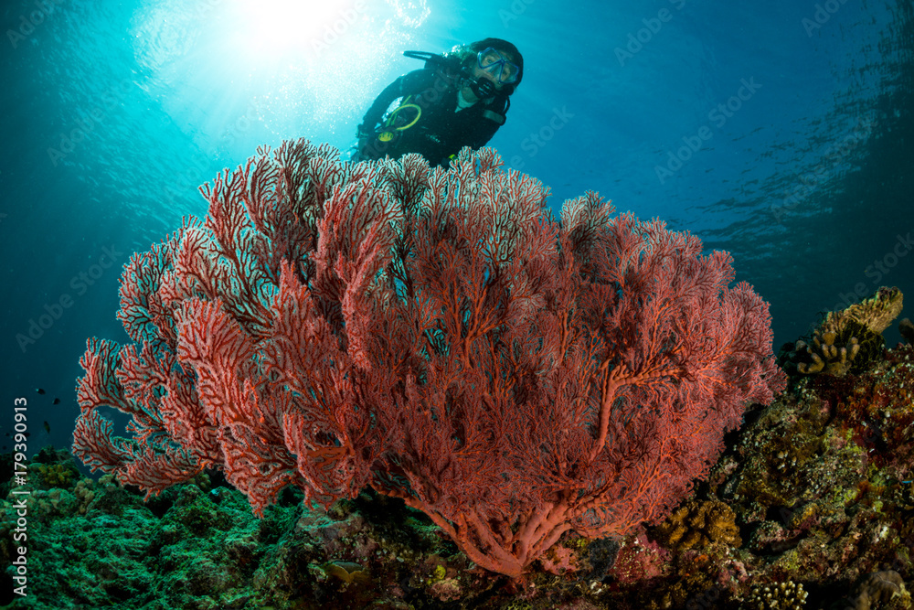 sea fan on the slope of a coral reef with a diver and visible sun and ...