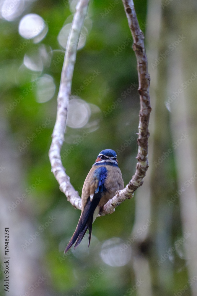 Whiskered Treeswift (Hemiprocne comata) in Sabah, Malaysian Borneo foto ...