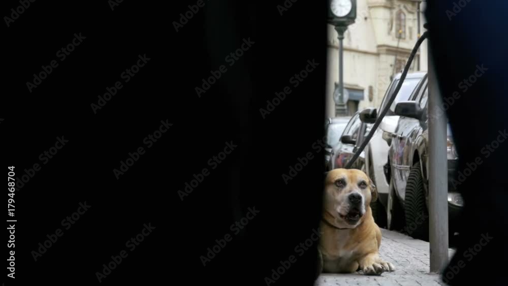 Faithful Miserable Dog Lying on the Sidewalk and Waiting Owner. The ...