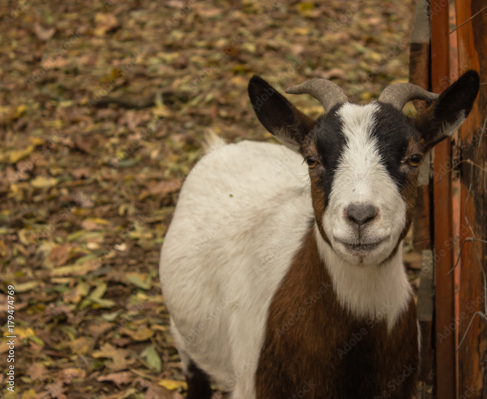 full body goat muzzle smile goat to the camera Stock Photo | Adobe Stock